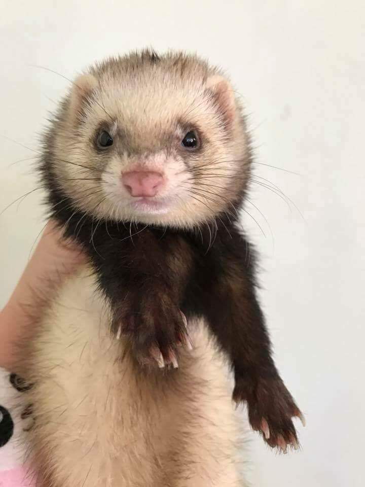 Colby and Pixie - Male Ferret in VIC - PetRescue