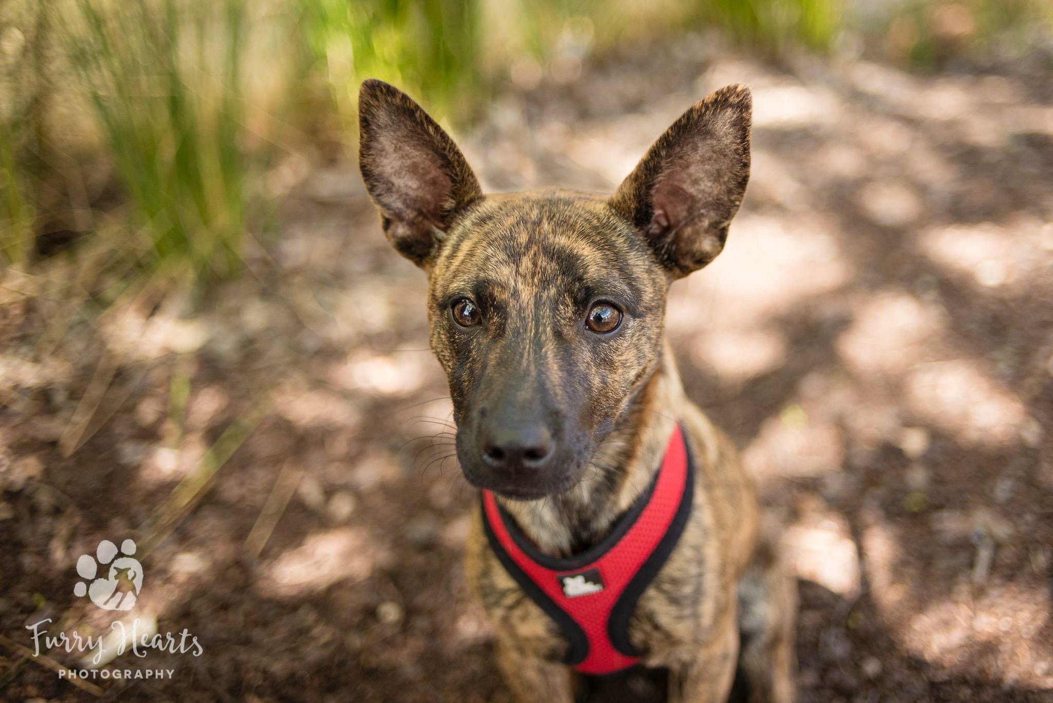 Soda brindle with Jaye - Small Female Jack Russell Terrier x Mixed ...