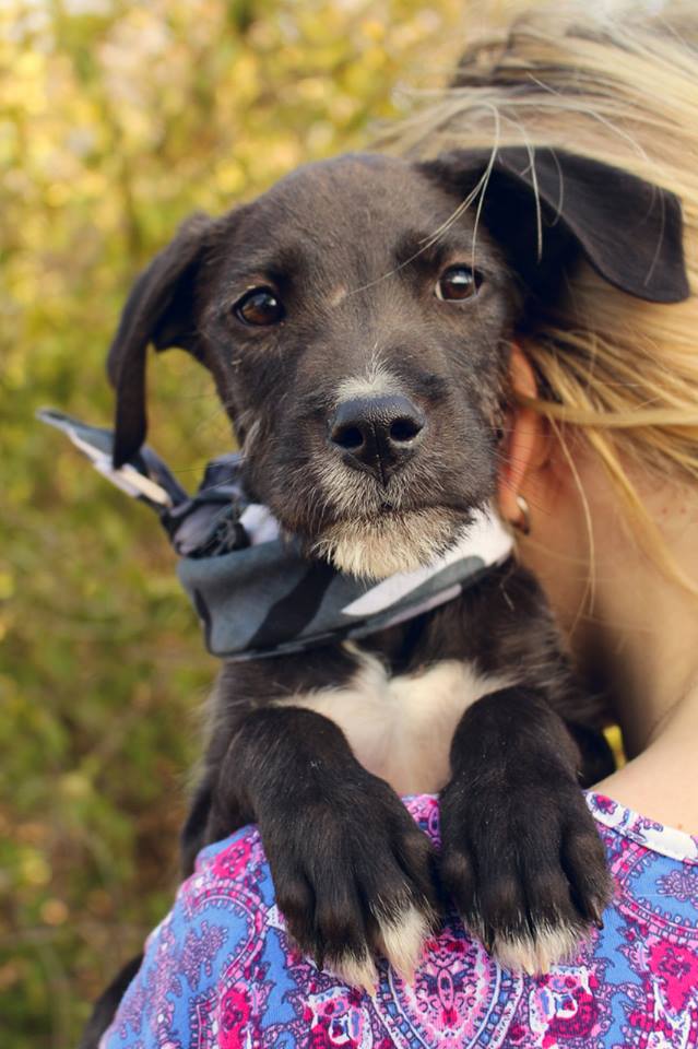 Captain - Large Male Boxer x Wolfhound Mix Dog in QLD - PetRescue