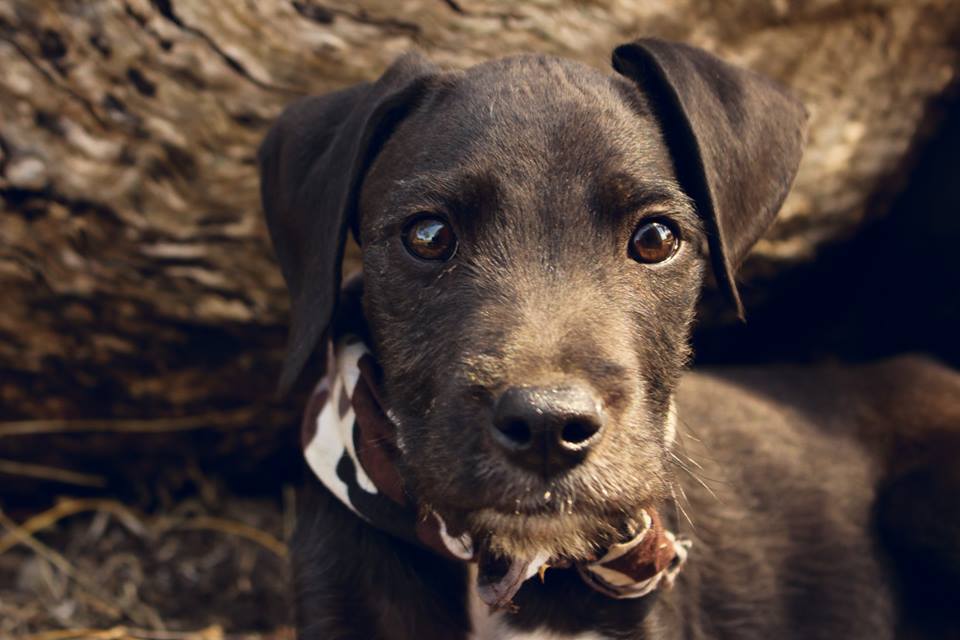 Sergeant - Large Male Boxer x Wolfhound Dog in QLD - PetRescue
