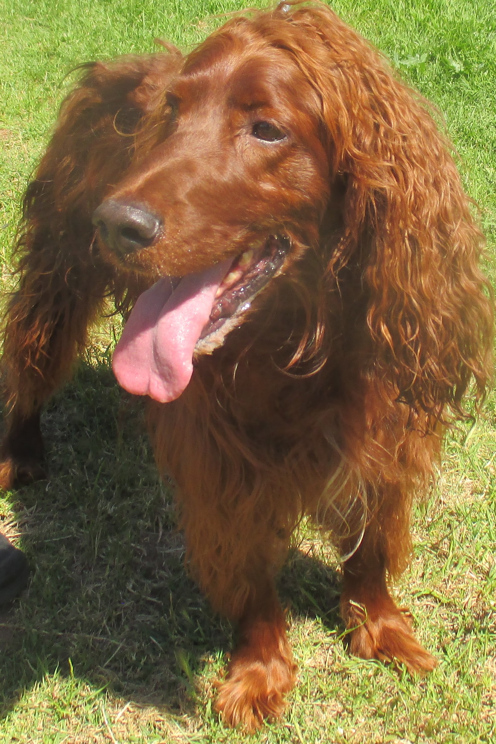 Riley - Large Male Irish Setter Dog in WA - PetRescue