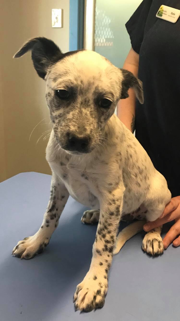 Buttons - Medium Female Blue Heeler x Red Heeler Mix Dog in SA - PetRescue