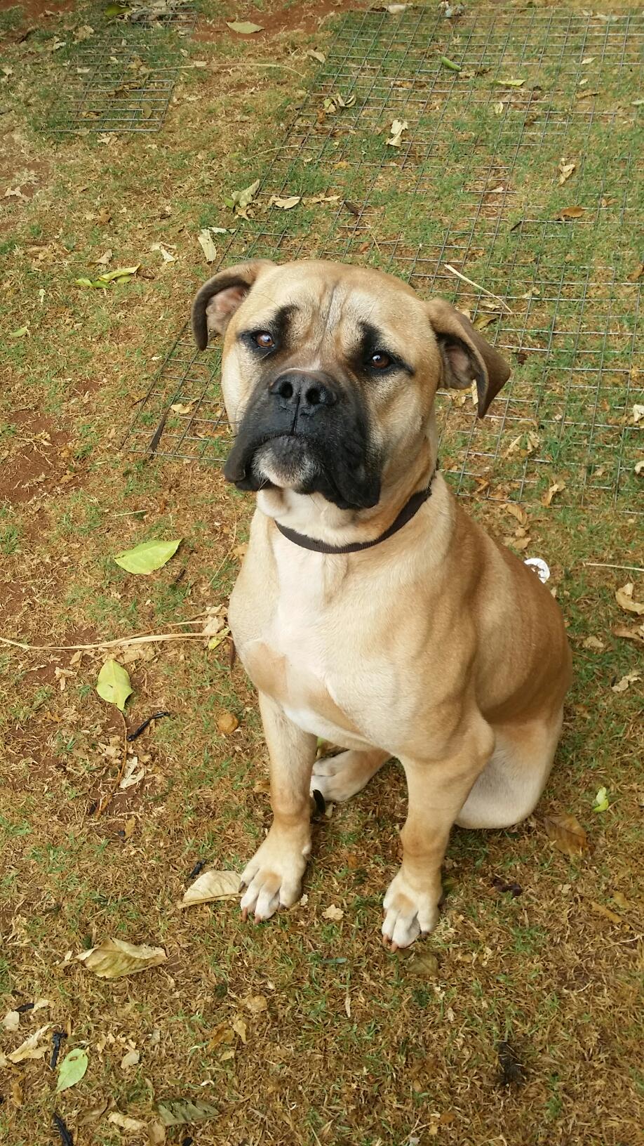 Diesel - Large Male Mastiff Mix Dog in WA - PetRescue
