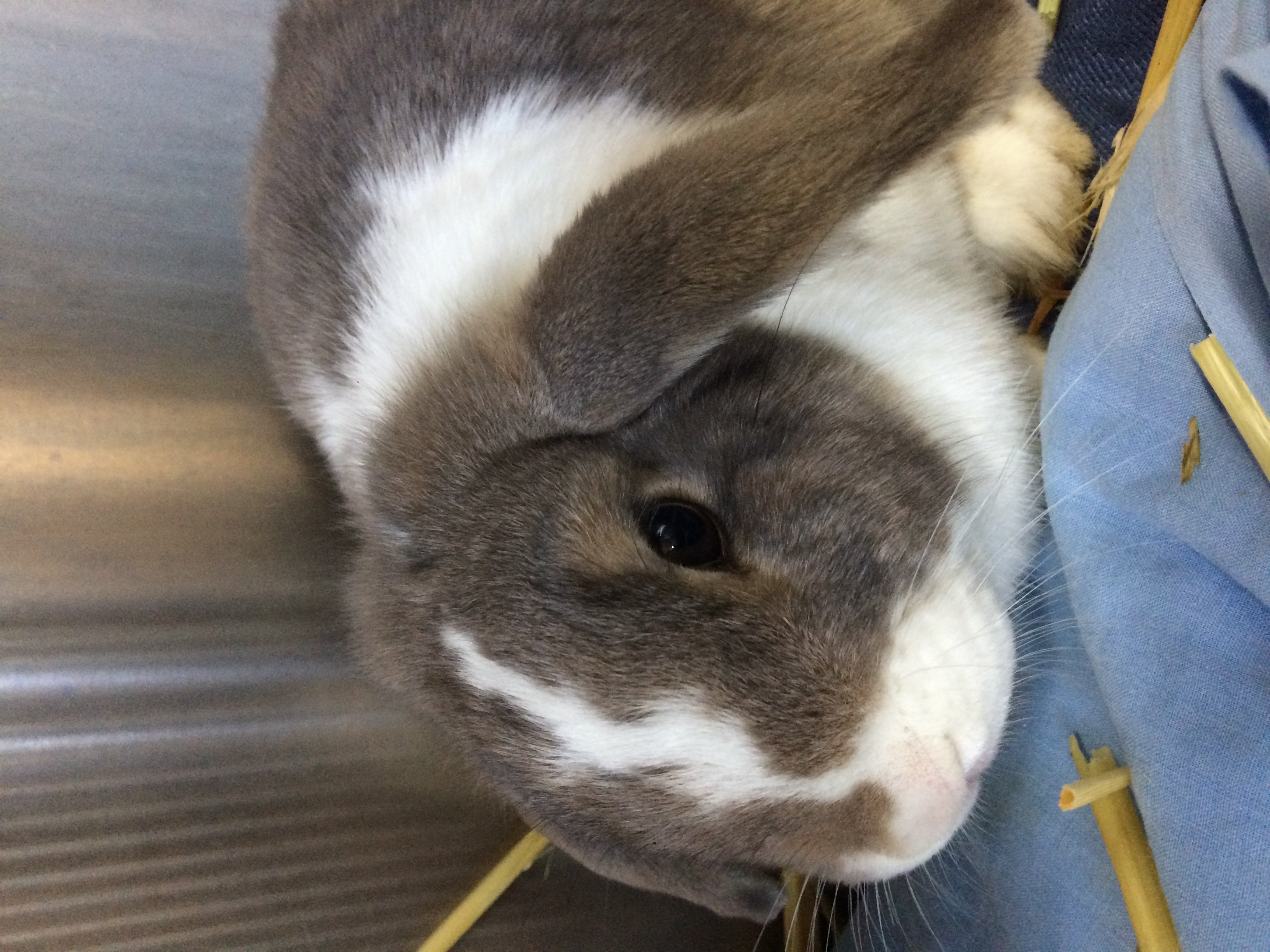 Thumbelina - Female Rabbit in VIC - PetRescue