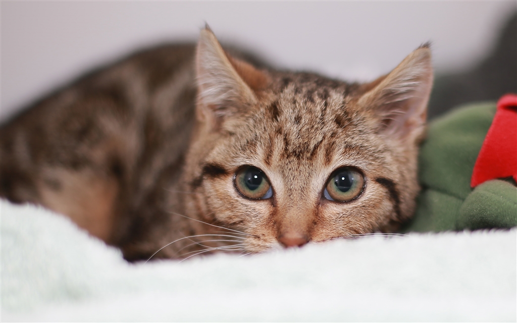 Possum - Female Domestic Short Hair Mix Cat in VIC - PetRescue