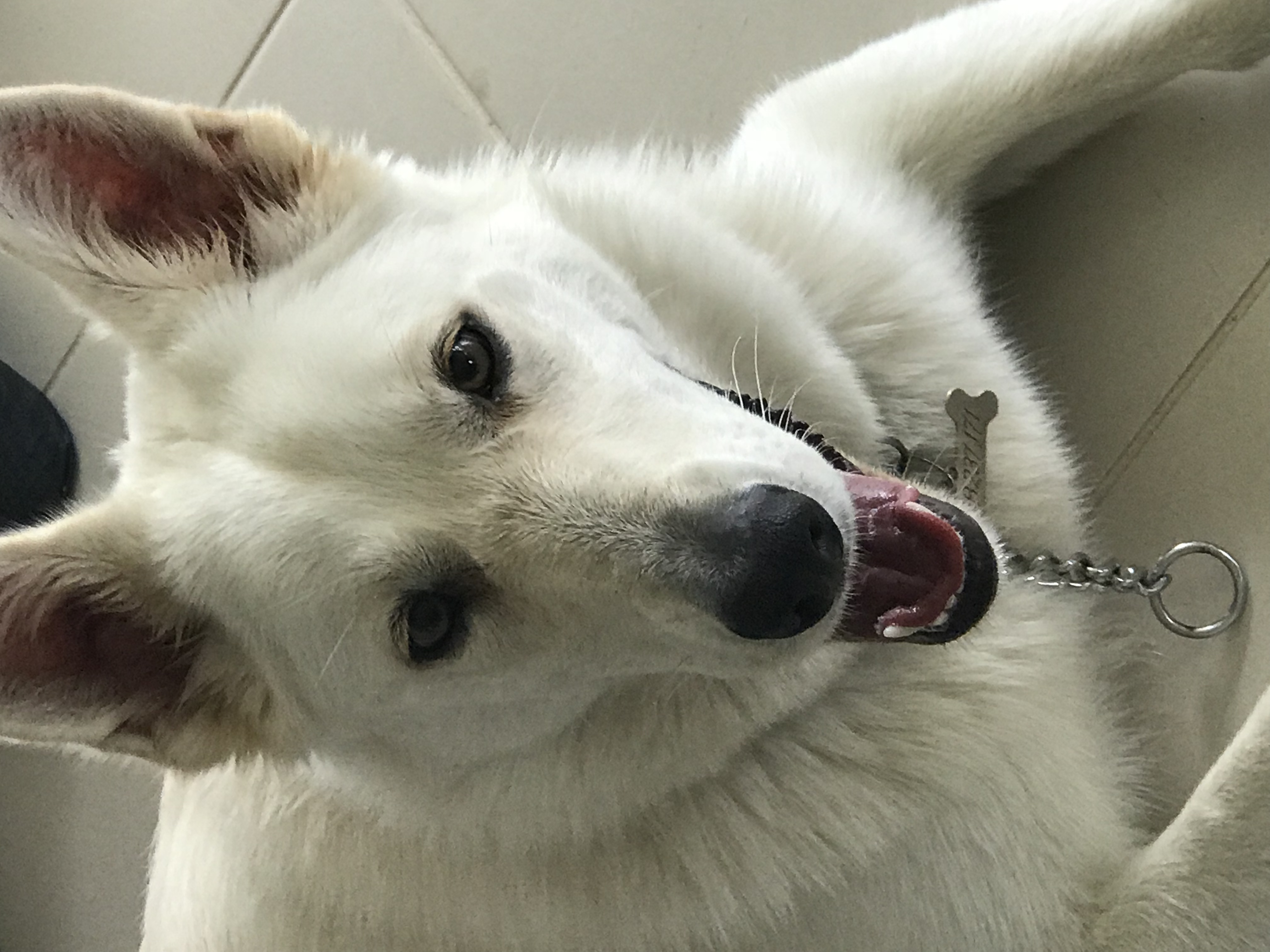 Ellie - Large Female White Shepherd Dog Dog in NSW - PetRescue
