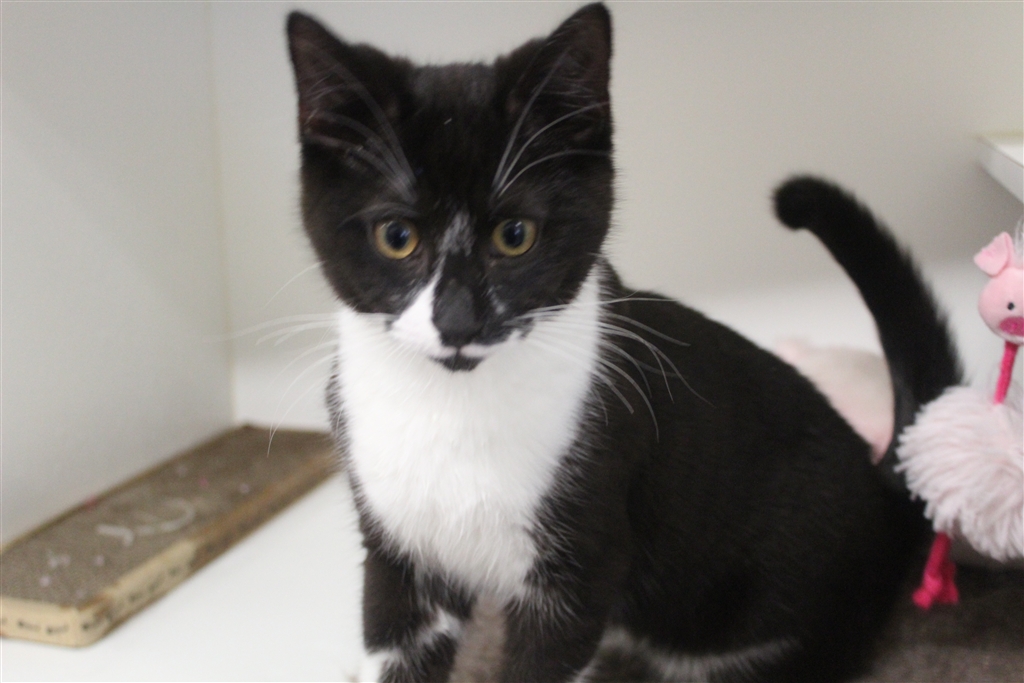 Pepe Lepurr - Male Dsh Mix Cat in WA - PetRescue