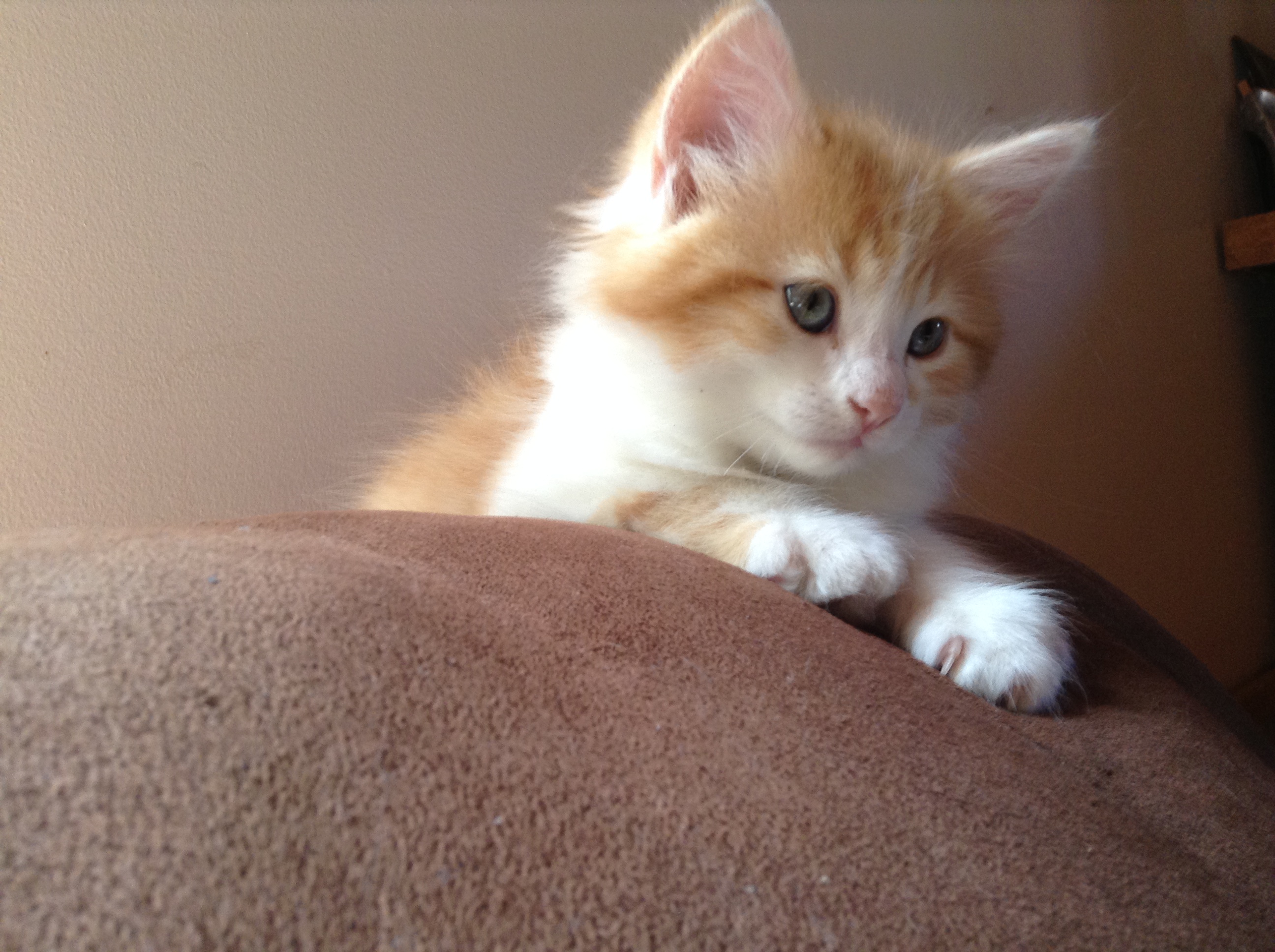 Arlo - Male Domestic Long Hair Cat in NSW - PetRescue