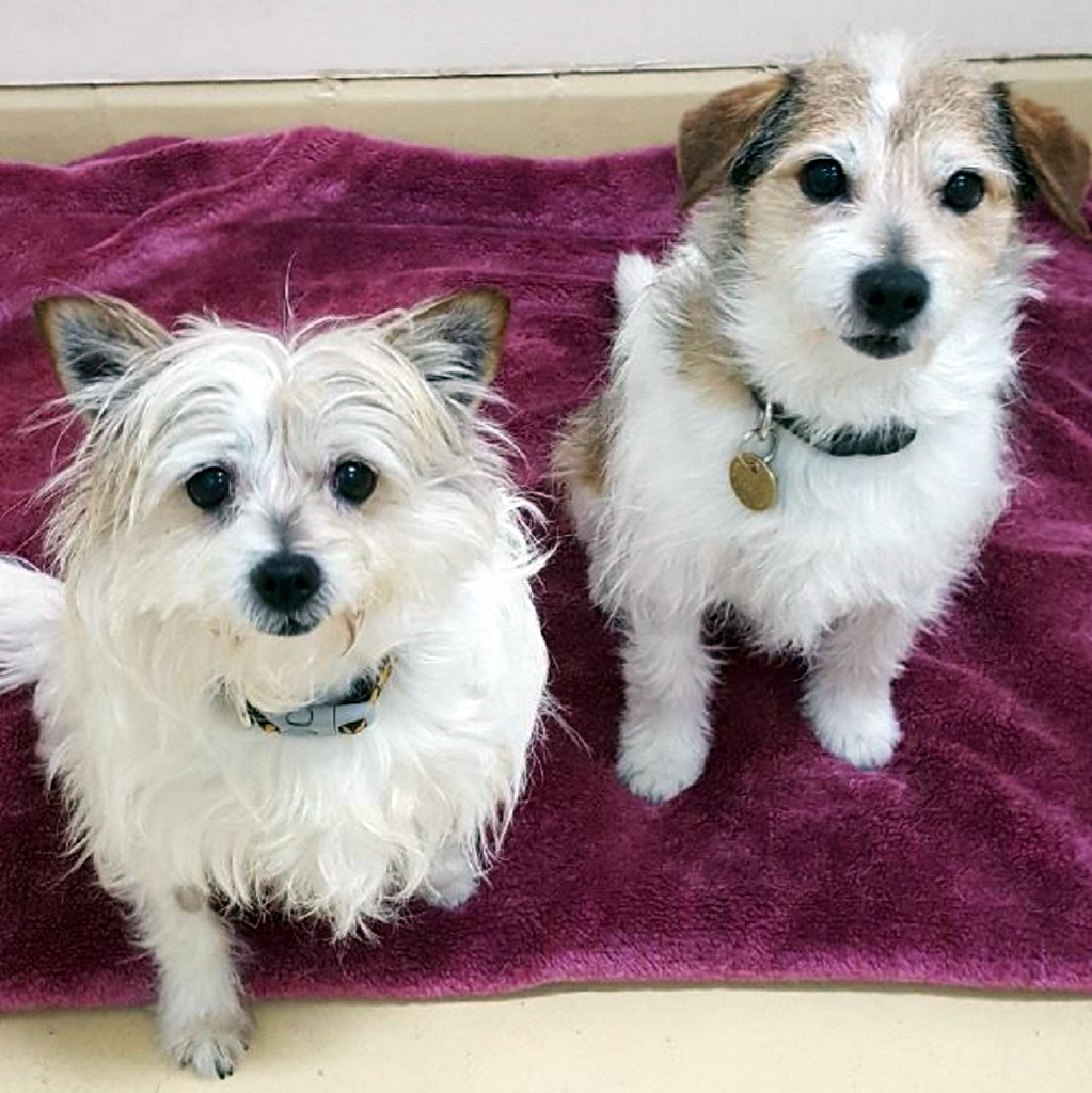 Bella & Lochie - Small Male Jack Russell Terrier Dog in VIC - PetRescue