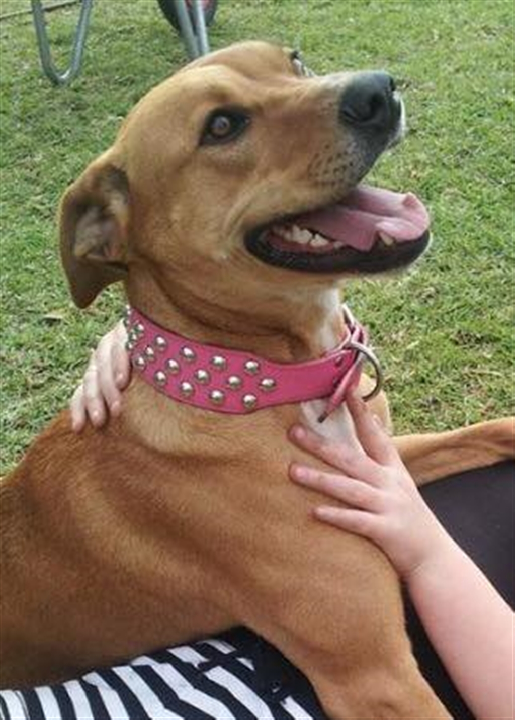 Indi - Medium Female Rhodesian Ridgeback x Unknown Mix Dog in NSW ...