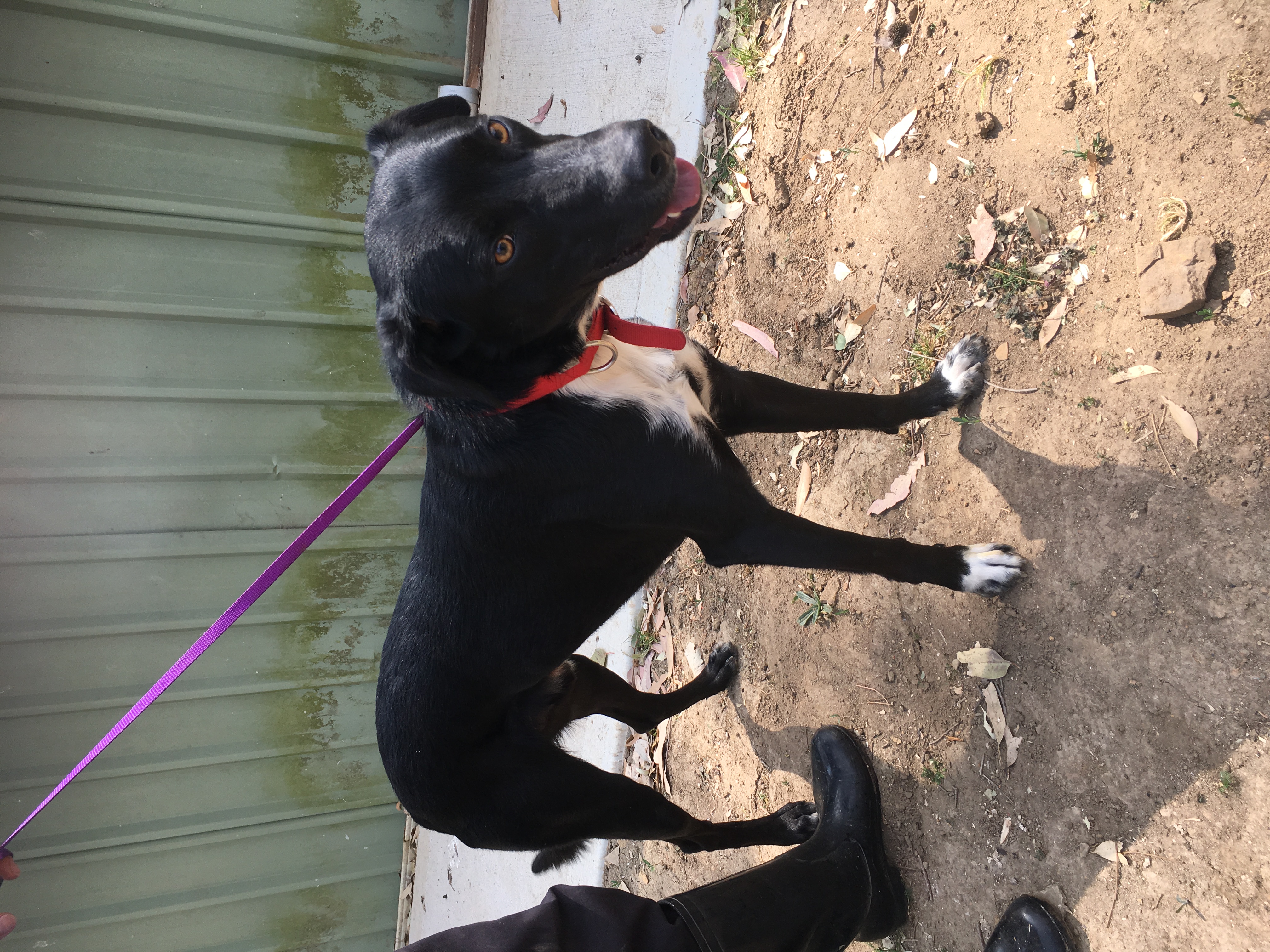 Cheech - Large Male Kelpie Mix Dog in NSW - PetRescue