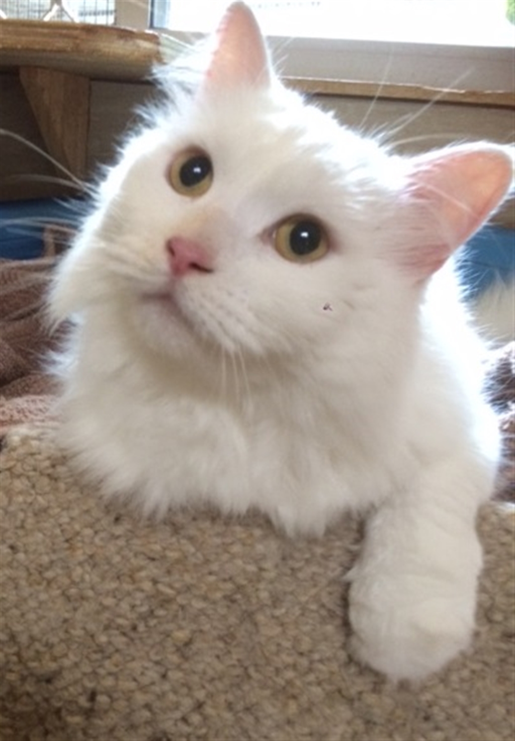 Mimi - Male Ragdoll Mix Cat in QLD - PetRescue