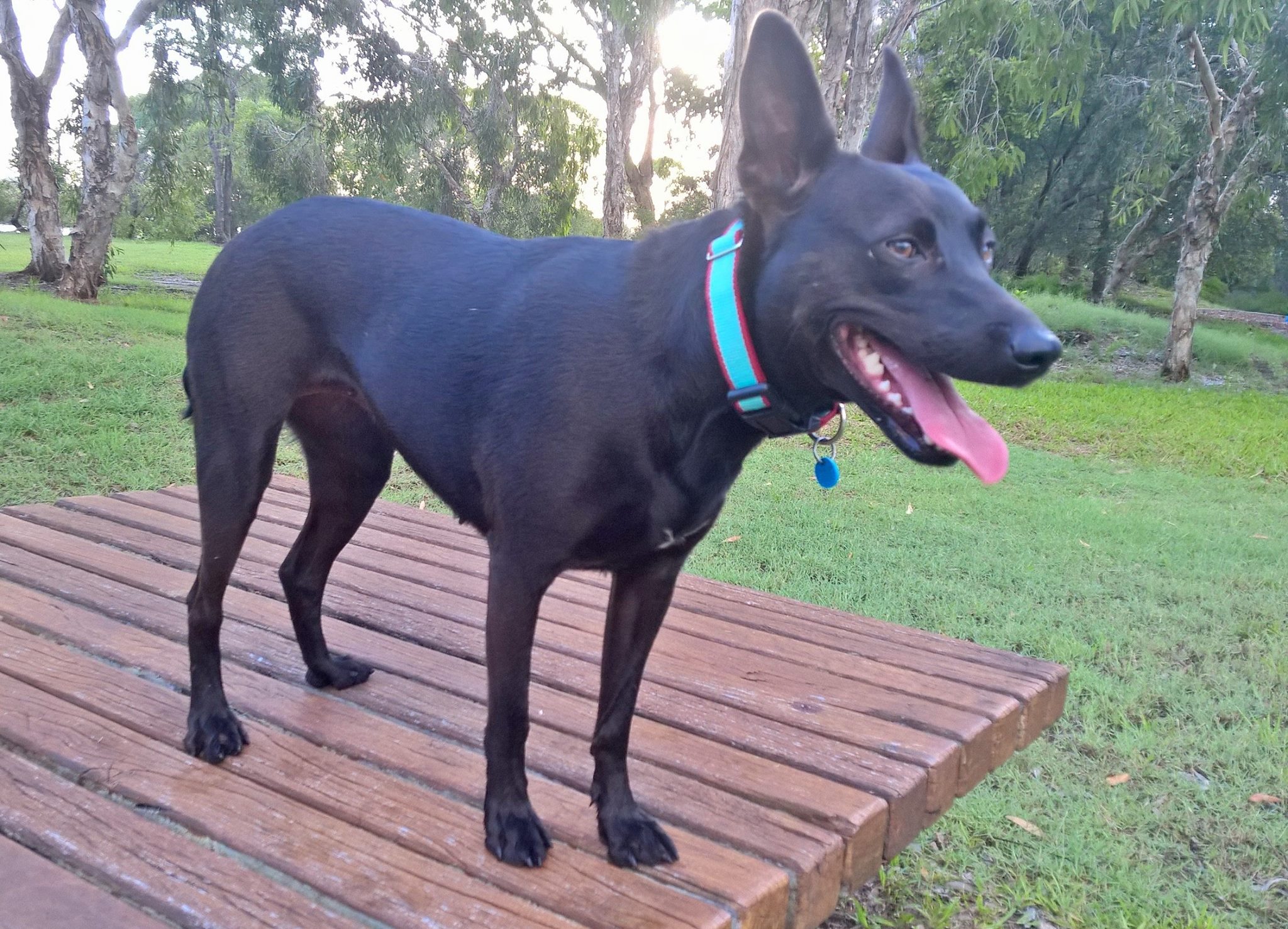 Kea - Medium Female Kelpie Dog in QLD - PetRescue