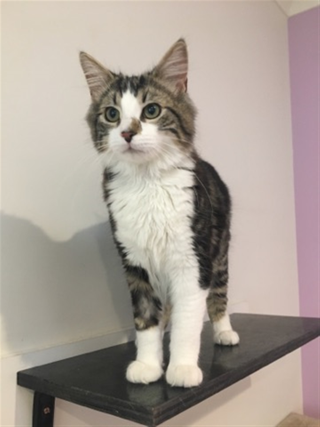 Phil - Male Dmh Mix Cat in VIC - PetRescue