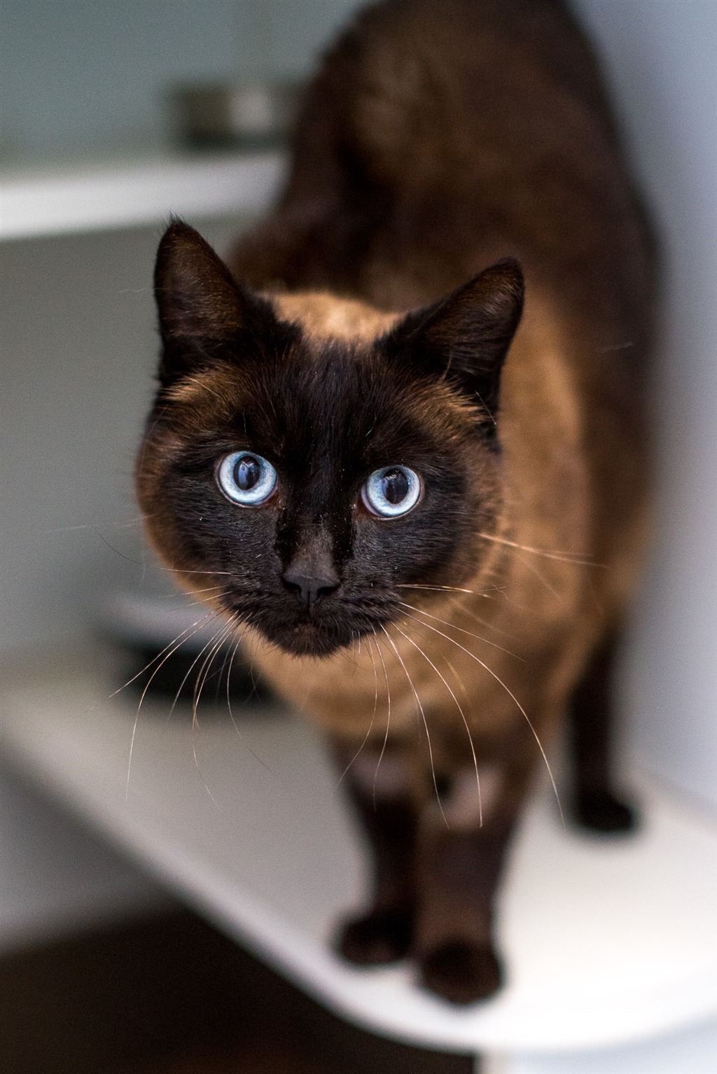 Lexi - Female Burmese Mix Cat in NSW - PetRescue