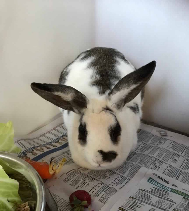 Bun Bun - Male Rex Rabbit in NSW - PetRescue