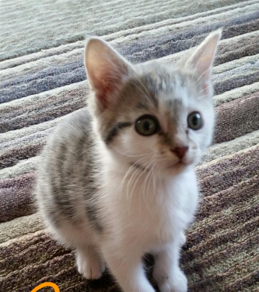 Piccolo - Female Dmh Mix Cat in VIC - PetRescue