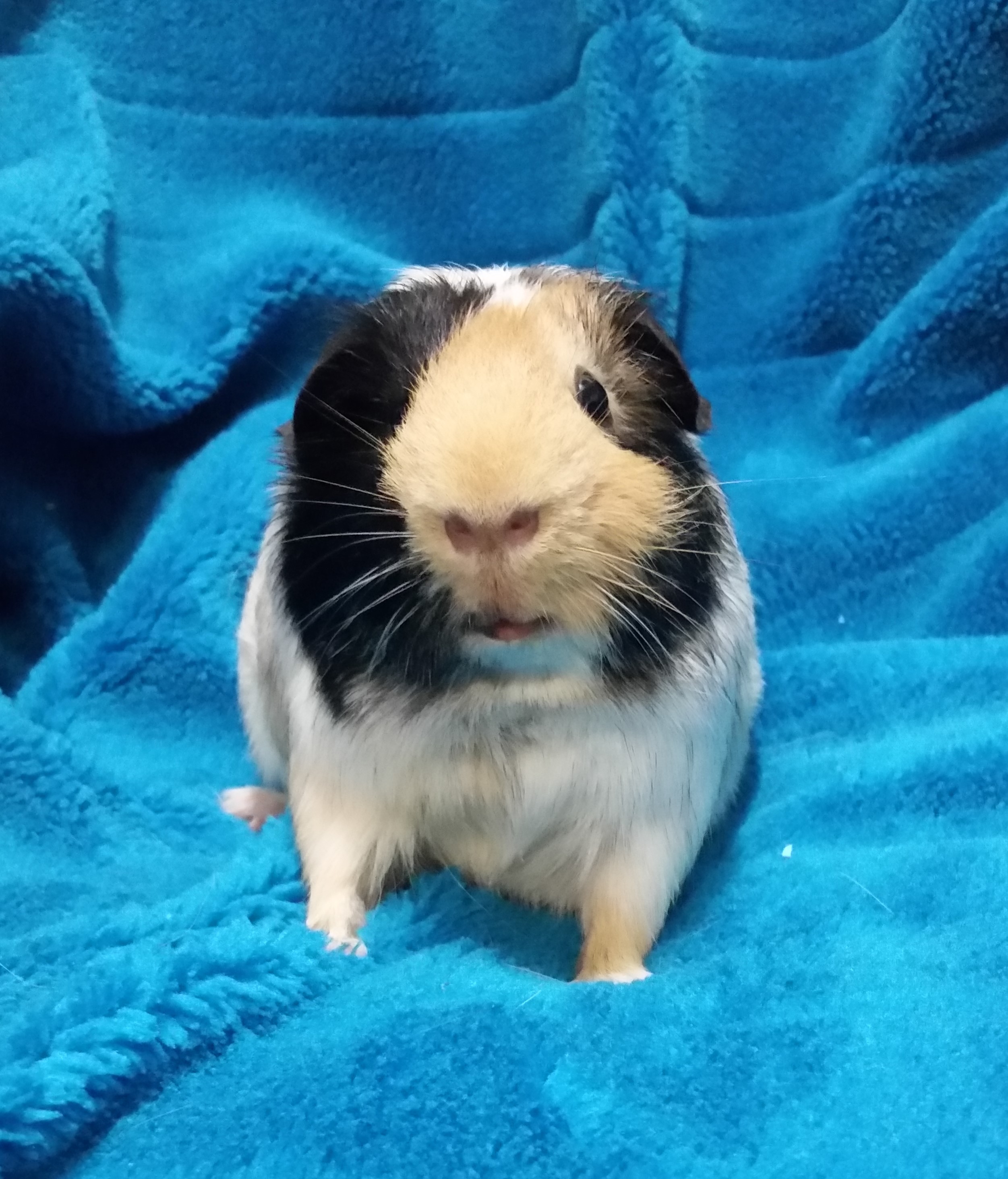 Winston - Desexed Male - Male Short-hair Smooth Hair Guinea Pig in QLD ...