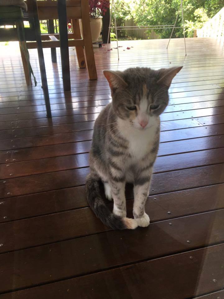 Prudence - Female Domestic Short Hair Cat in QLD - PetRescue