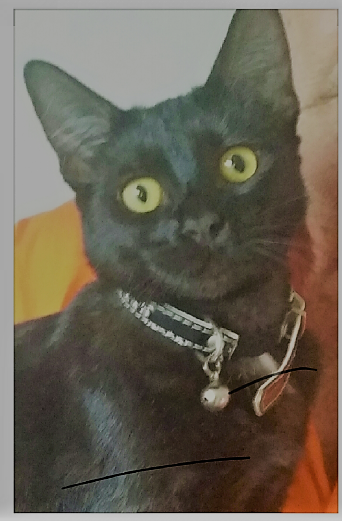 Gracee - Female Bombay Mix Cat in QLD - PetRescue