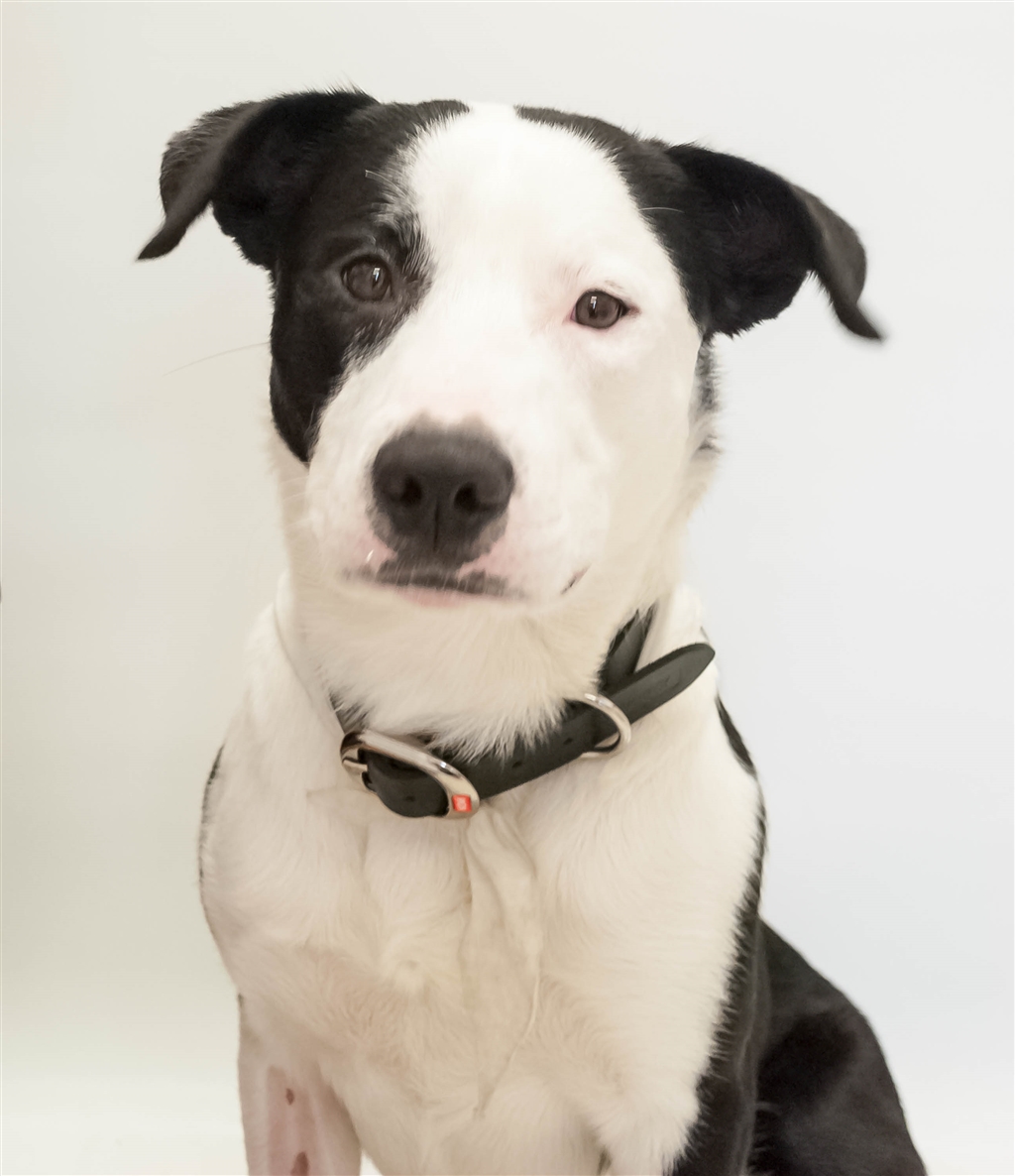 Bosley - Medium Male Border Collie Mix Dog in QLD - PetRescue