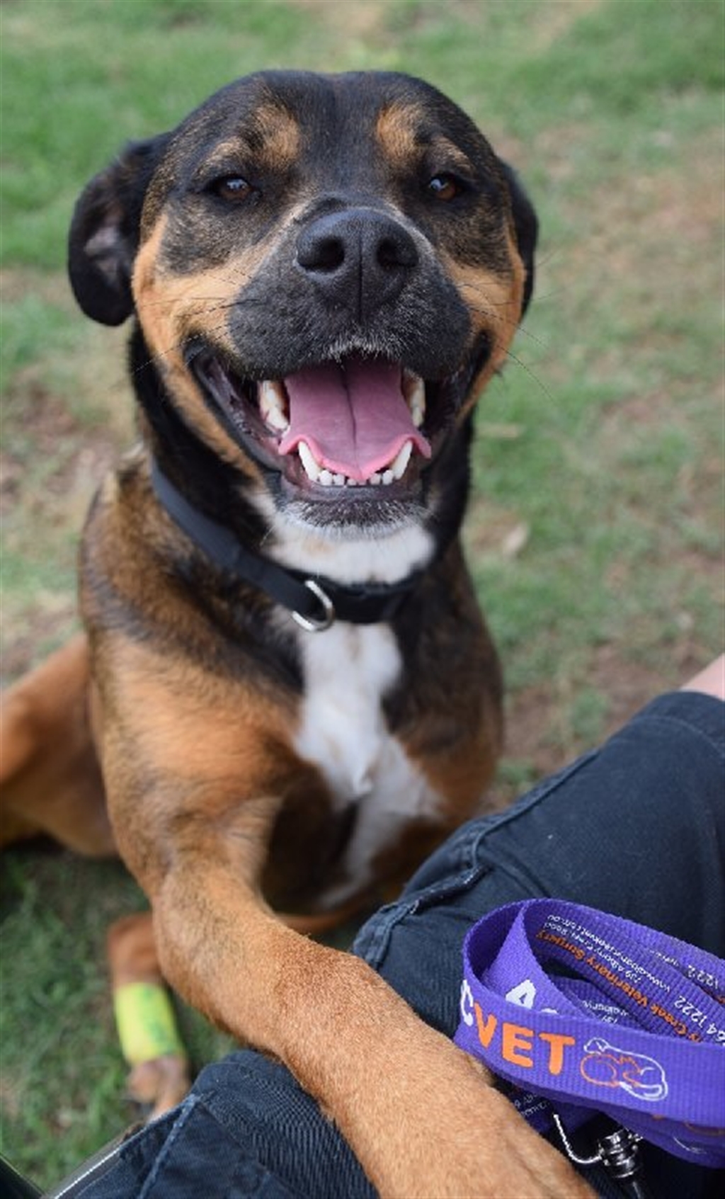 Tiger - Medium Female Rottweiler x American Staffordshire Bull Terrier ...
