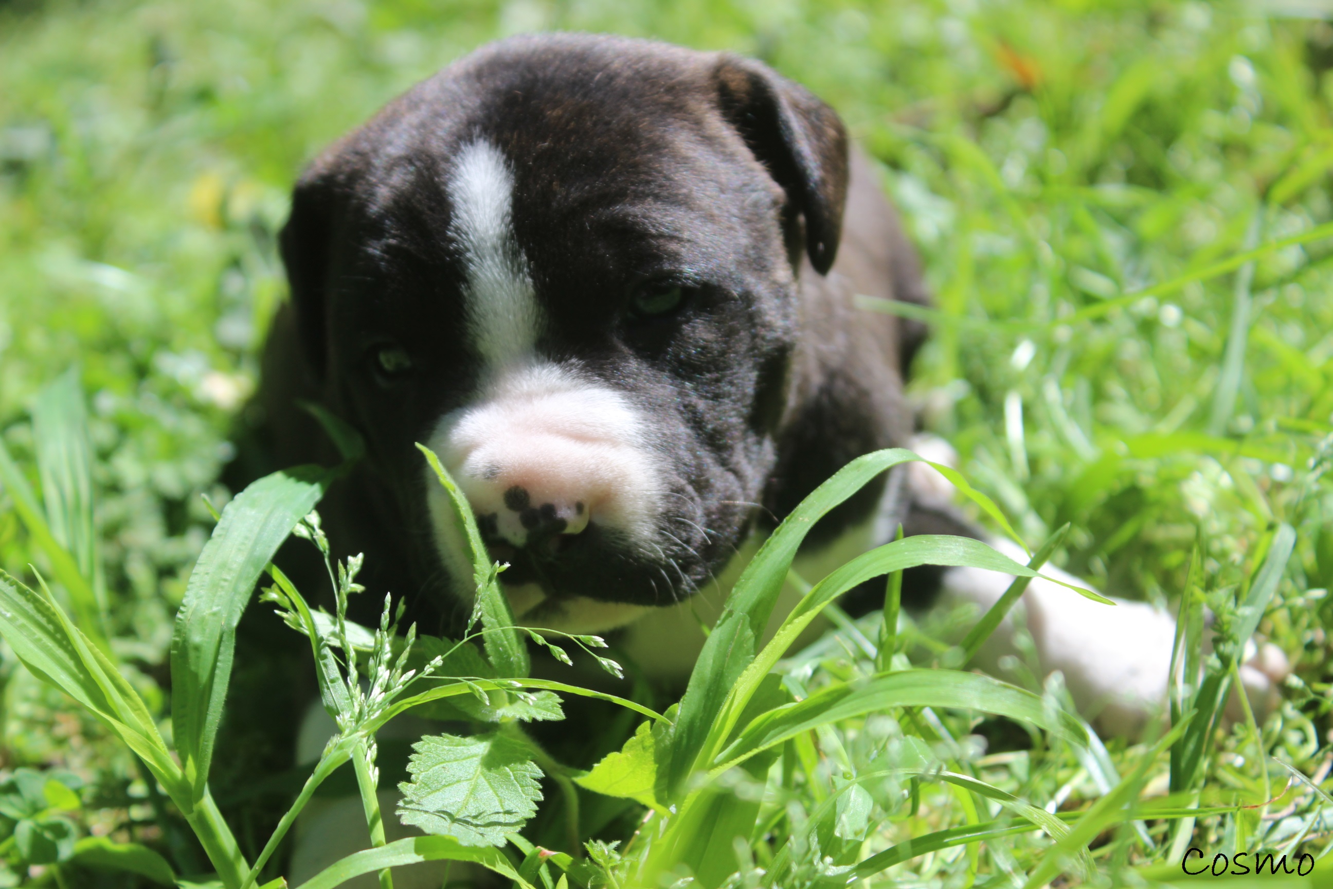 Cosmo - Medium Male Boxer Dog in NSW - PetRescue