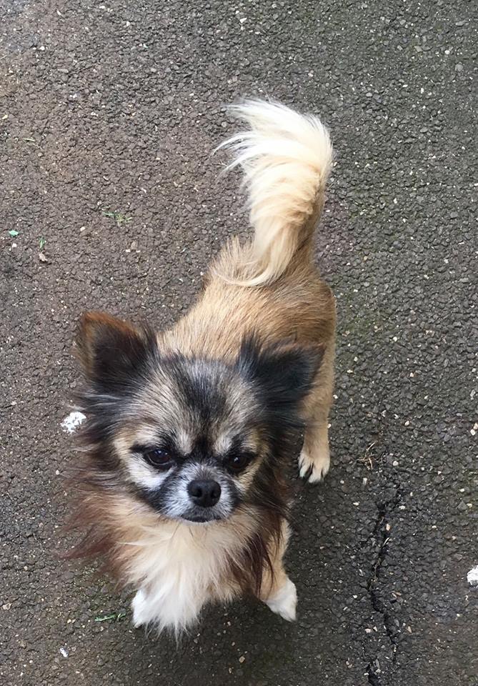 Bushka - Small Male Chihuahua Dog in VIC - PetRescue