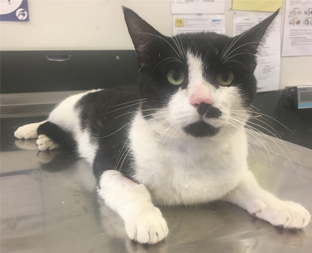 Goatee - Male Domestic Short Hair Mix Cat in QLD - PetRescue