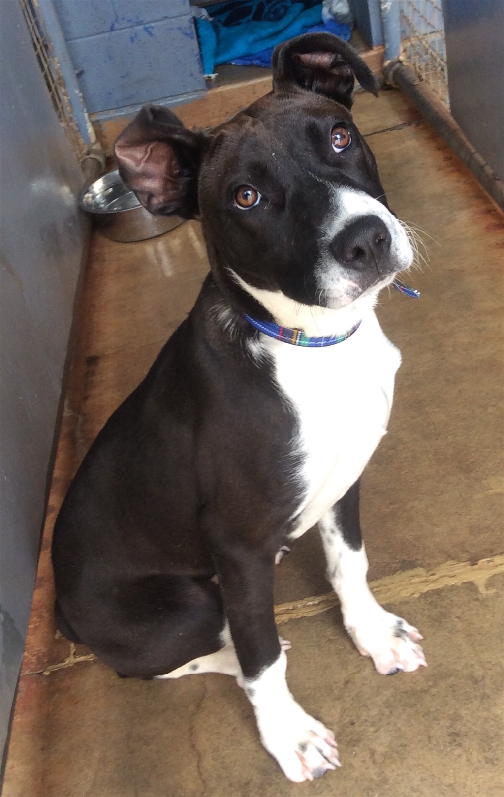 Soldier - Large Male Border Collie x Boxer Mix Dog in QLD - PetRescue