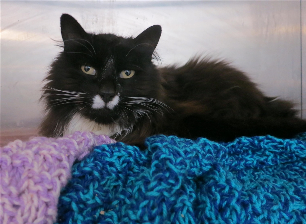 Phyllis - Female Domestic Medium Hair Cat in ACT - PetRescue