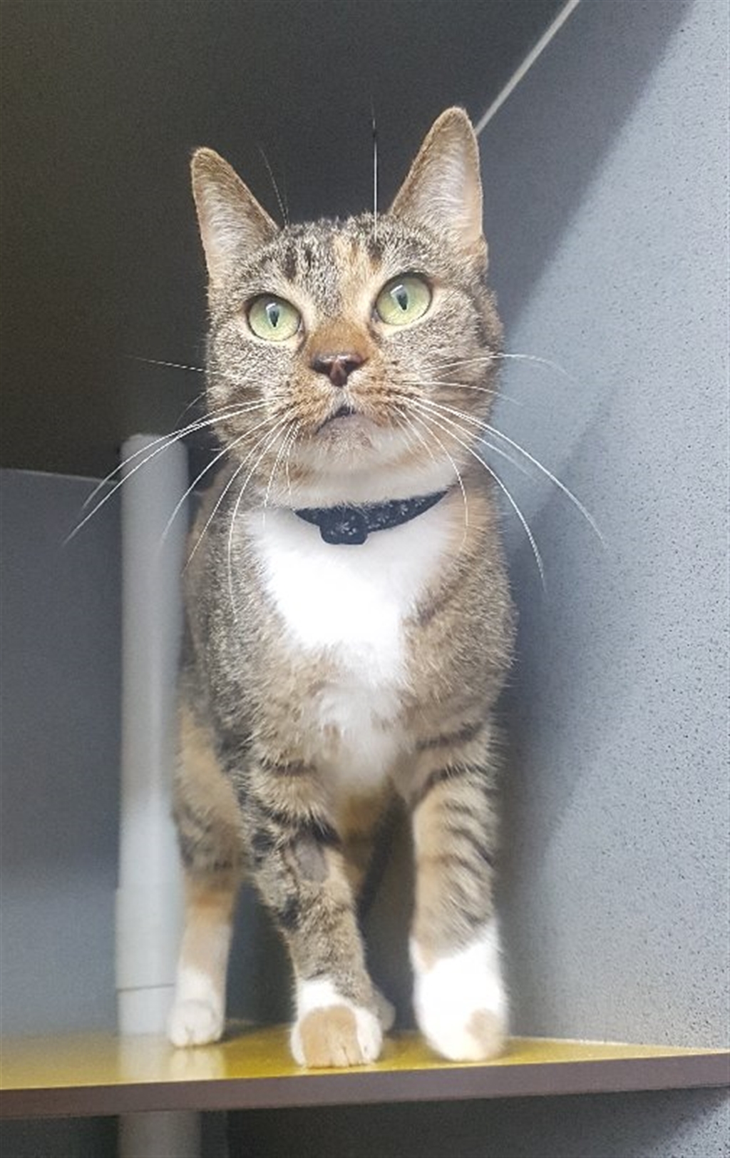 Kit Kat - Female Manx Mix Cat in QLD - PetRescue