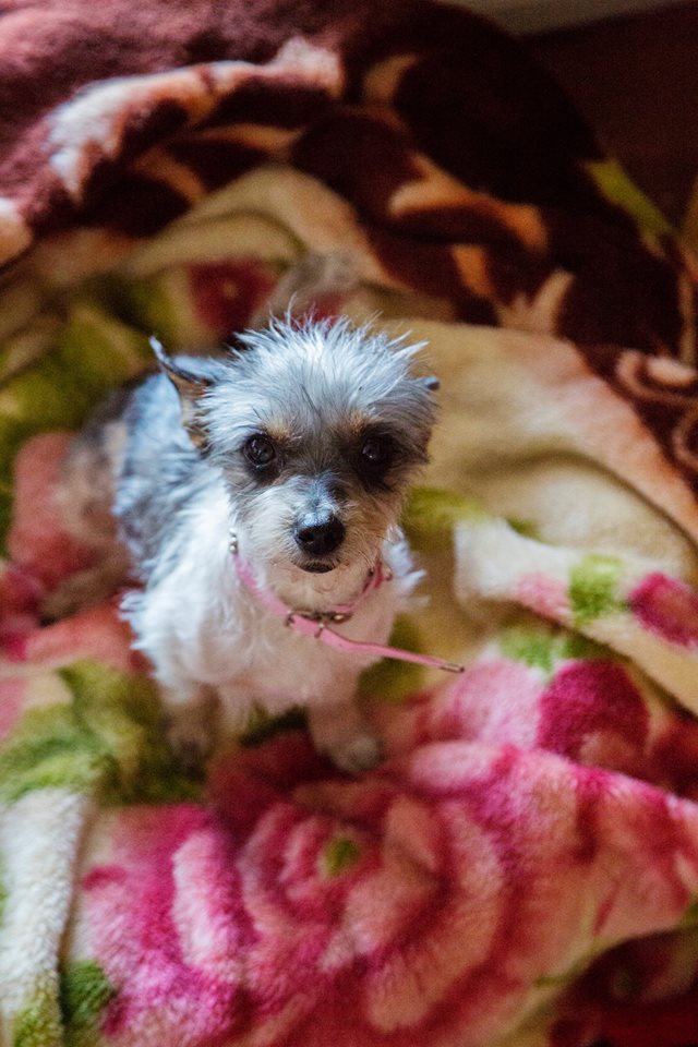 Jasmine - Small Female Silky Terrier Dog in QLD - PetRescue