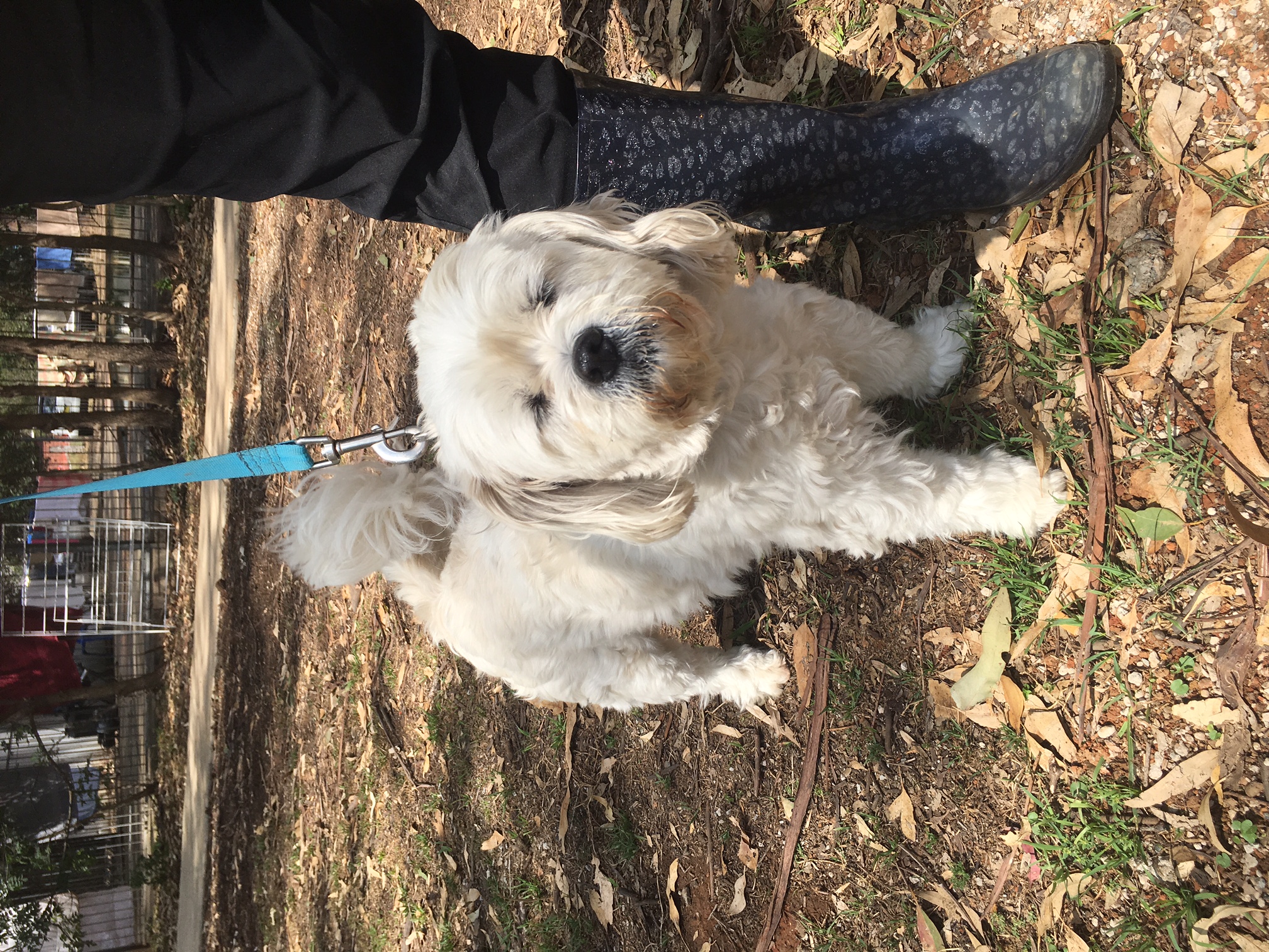Patsy - Small Female Shih Tzu Mix Dog in NSW - PetRescue