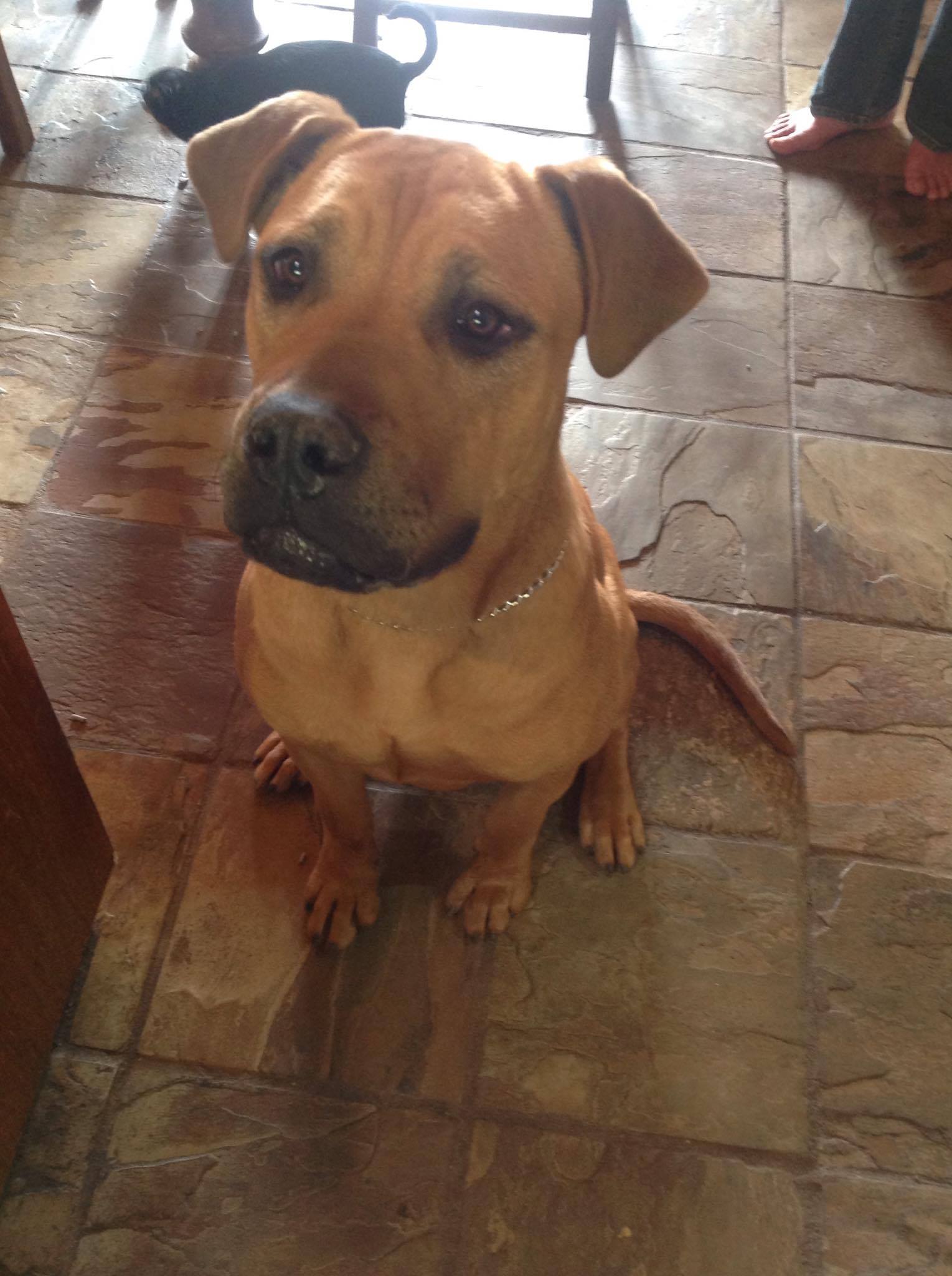 Sage - Large Female Bullmastiff x Rhodesian Ridgeback Dog in VIC ...