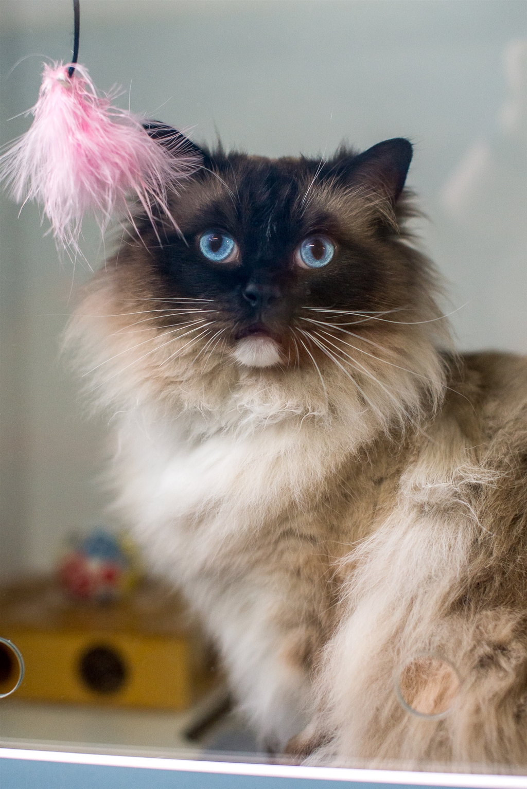 Tolkien - Male Ragdoll Mix Cat in NSW - PetRescue