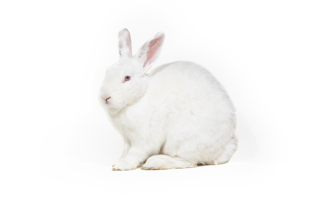 Suki - Female Rabbit in NSW - PetRescue