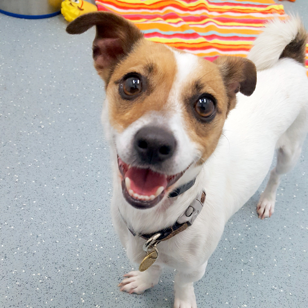 Mia - Small Female Jack Russell Terrier Dog in VIC - PetRescue