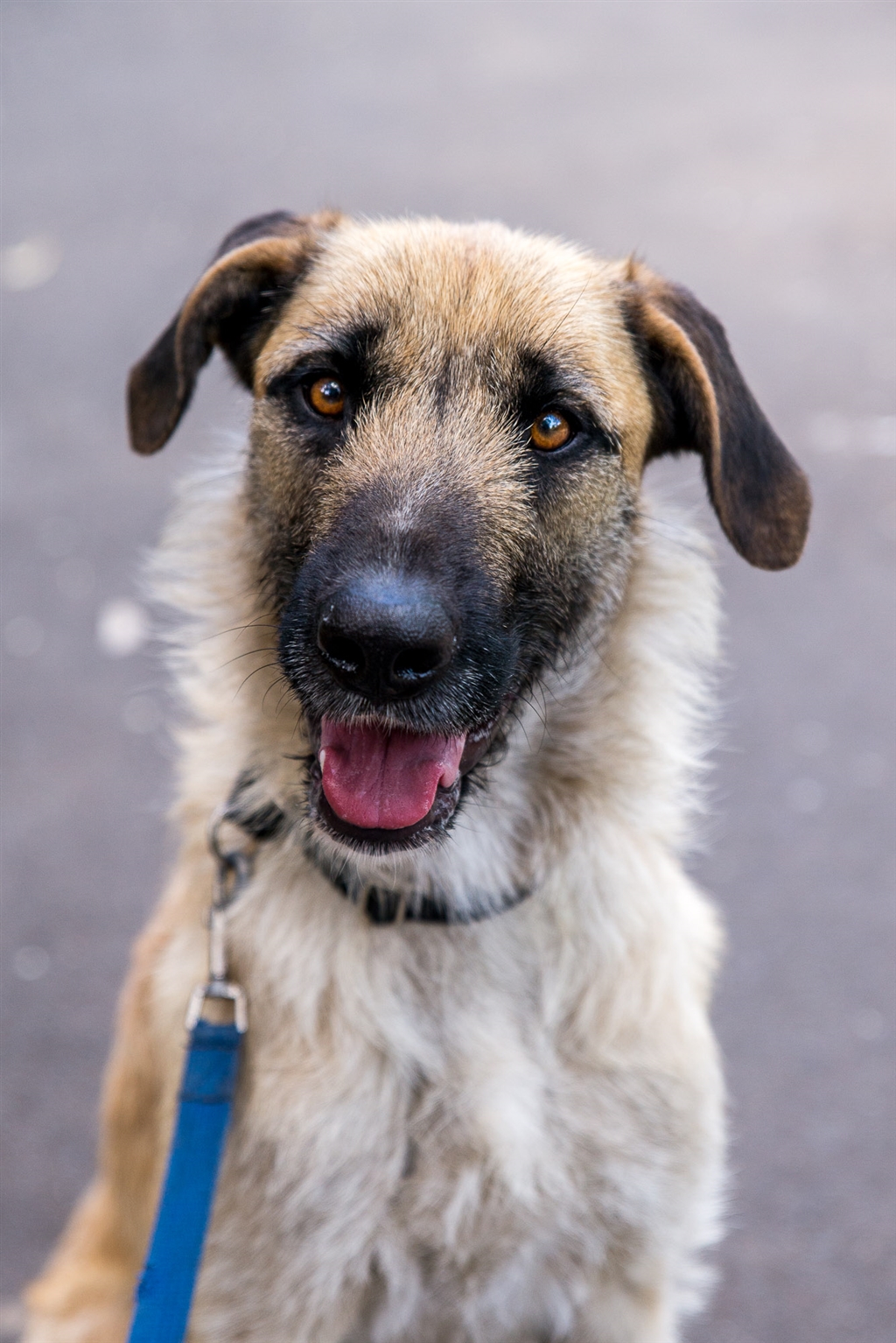 Jager - Large Male Irish Wolfhound Mix Dog in NSW - PetRescue