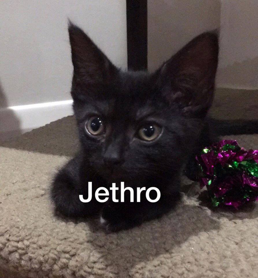 Jethro - Male Domestic Short Hair Mix Cat in QLD - PetRescue
