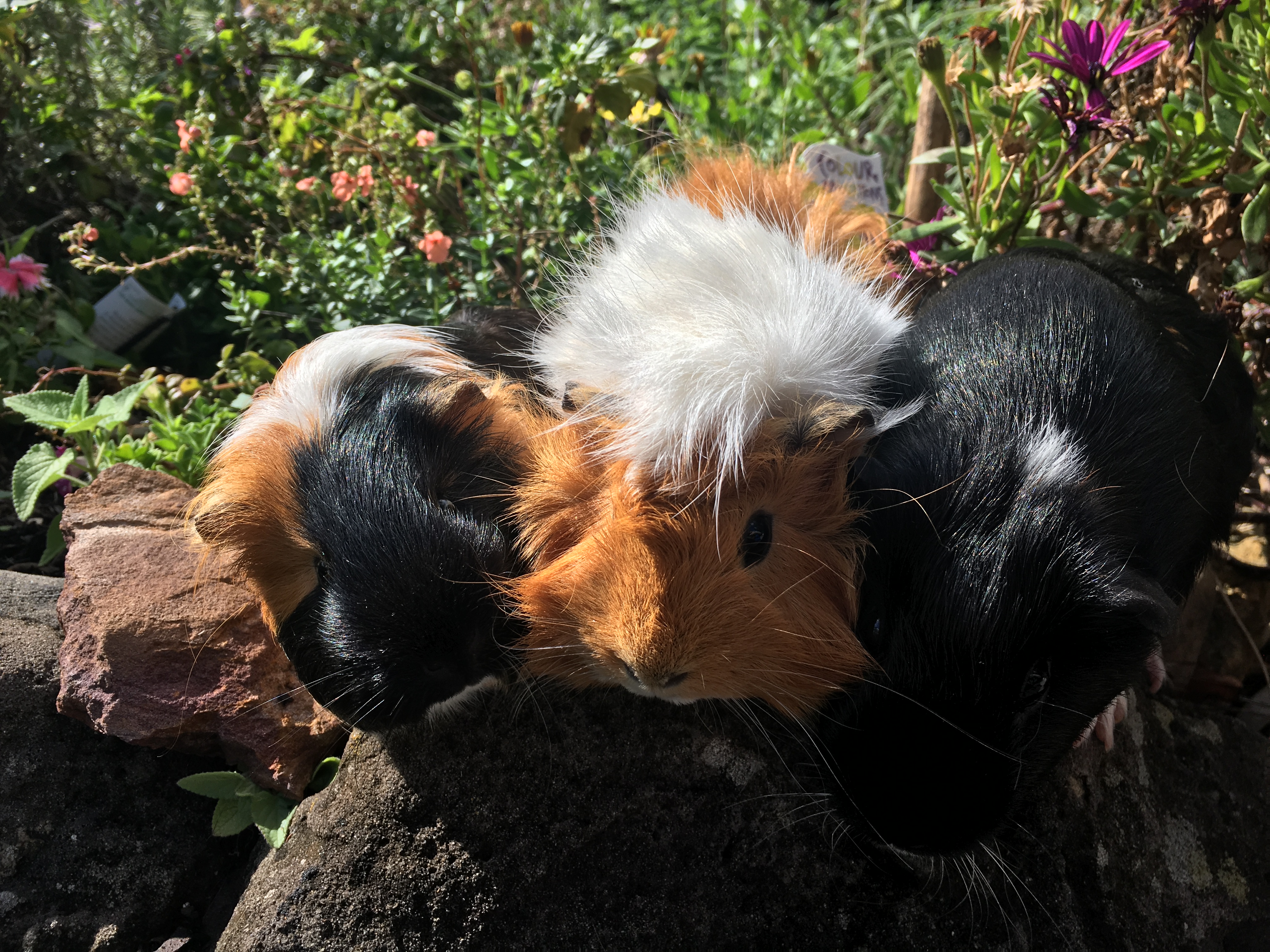 Prince, Caramel & Clare - Male Short-hair Abyssinian Guinea Pig in NSW ...