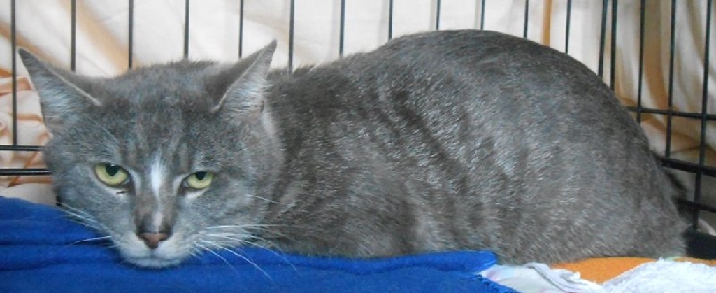 Mako - Male Manx Mix Cat in QLD - PetRescue