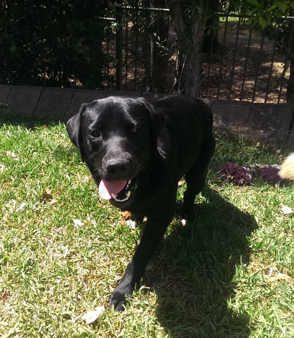 Buddy the Black Lab - Medium Male Labrador Mix Dog in NSW - PetRescue