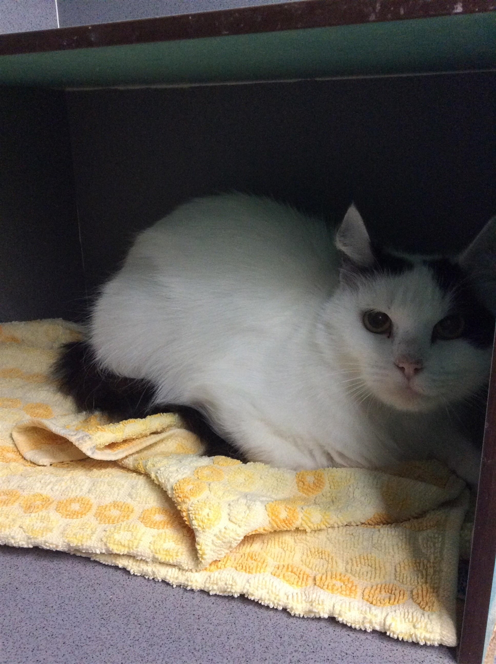 Van - Female Turkish Van Mix Cat in QLD - PetRescue