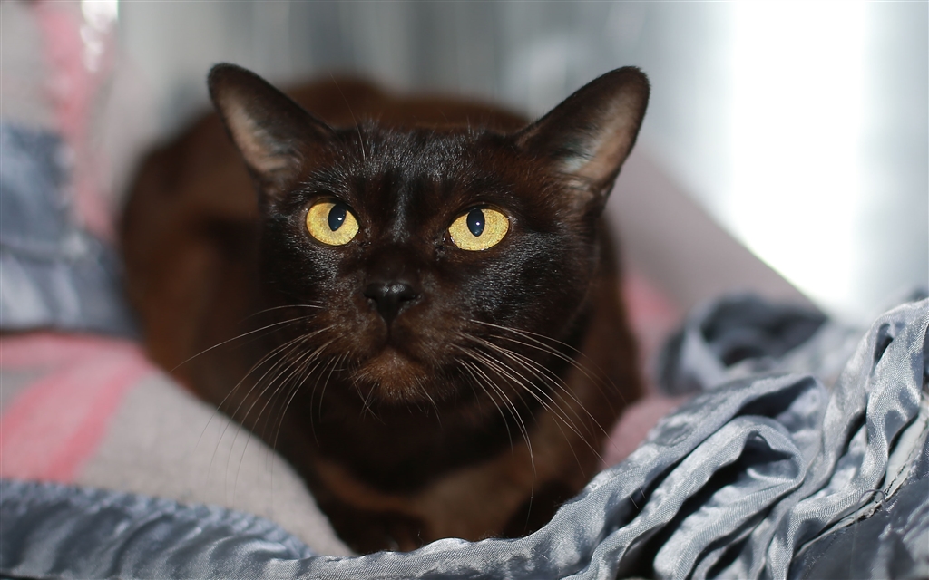 Tillie - Female Burmese Mix Cat in VIC - PetRescue