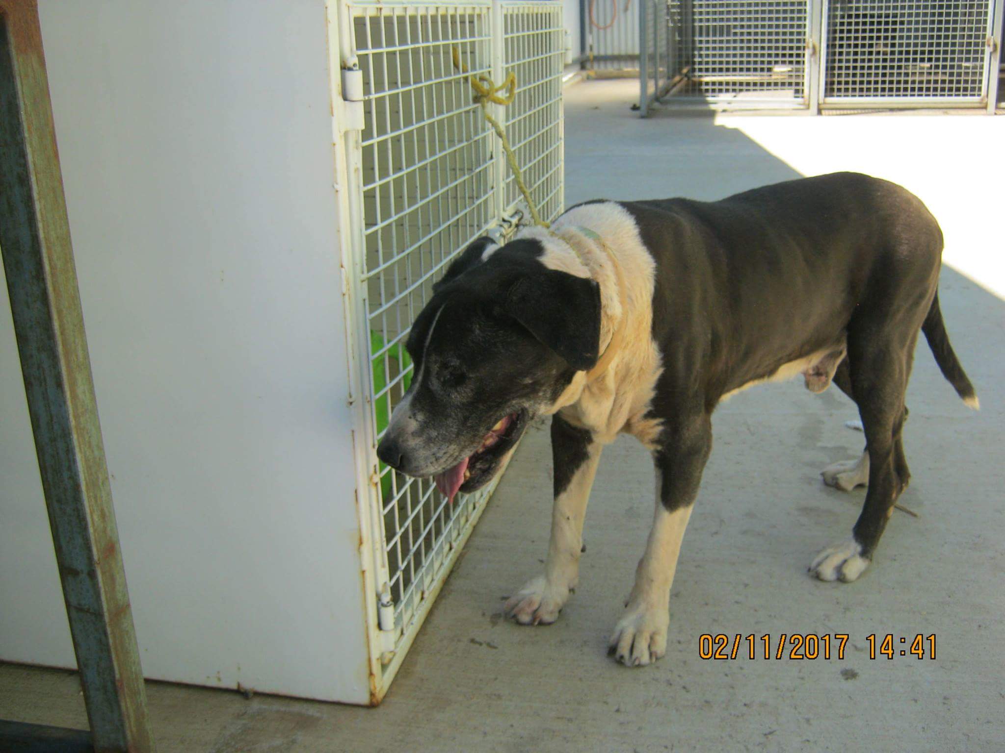 Annette Tighe - Medium Male Mixed Dog in QLD - PetRescue