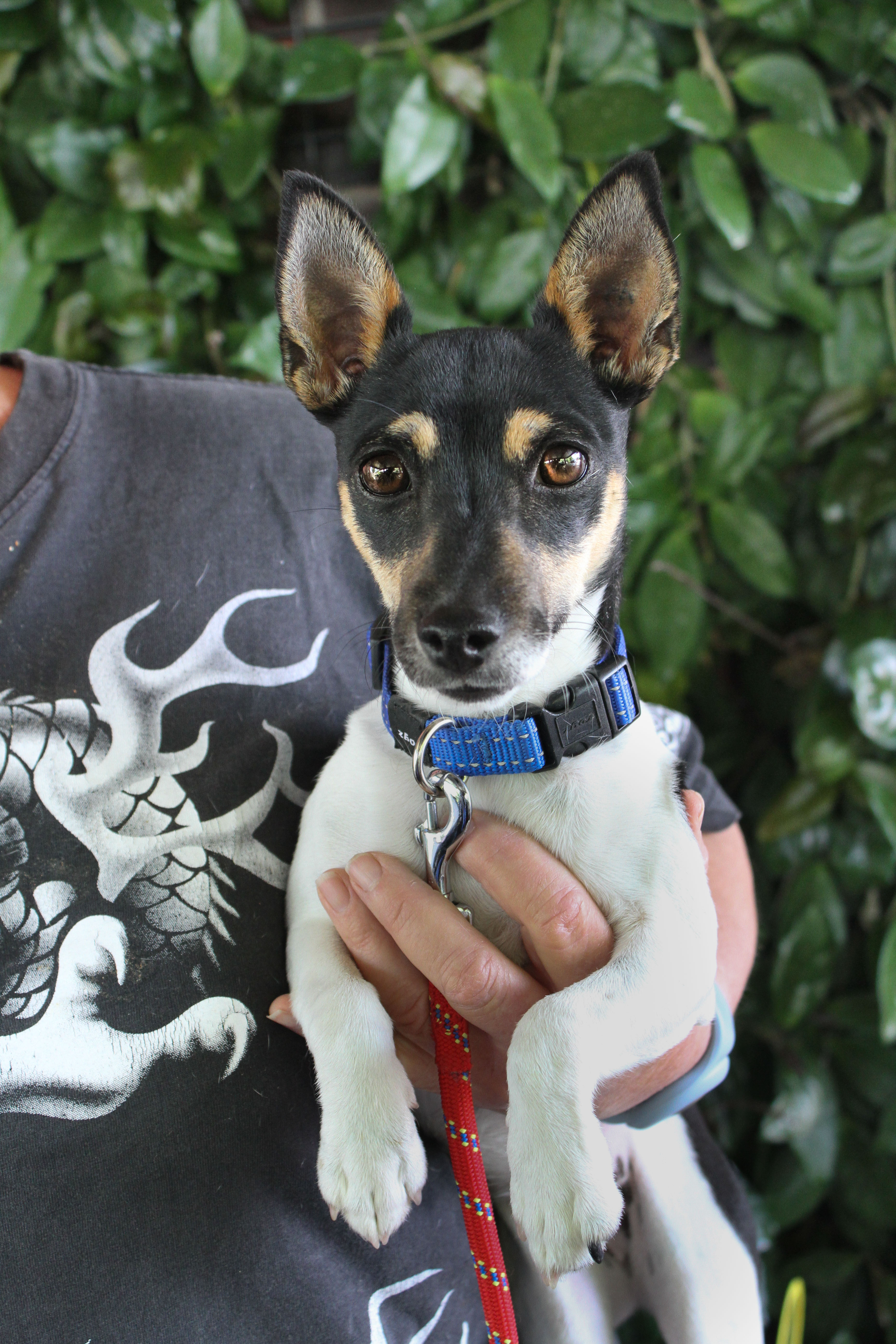 Daisy - Small Female Miniature Fox Terrier Dog in VIC - PetRescue