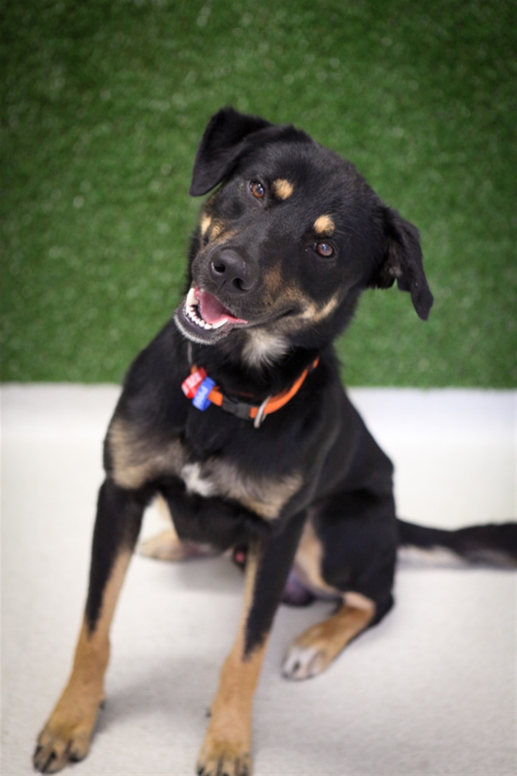 Dante - Medium Male Border Collie x Rottweiler Mix Dog in QLD - PetRescue