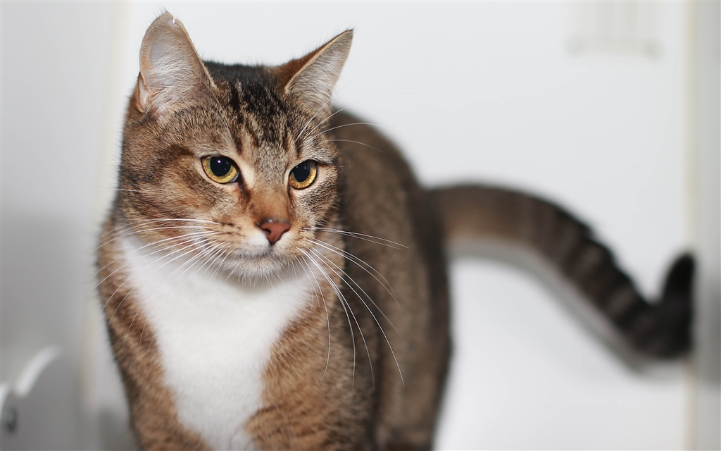 Rosie - Female Abyssinian Mix Cat in VIC - PetRescue