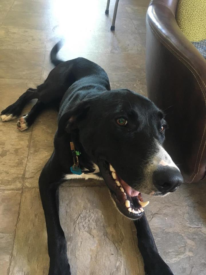 Lewis - Large Male German Shorthaired Pointer x Great Dane x Labrador ...